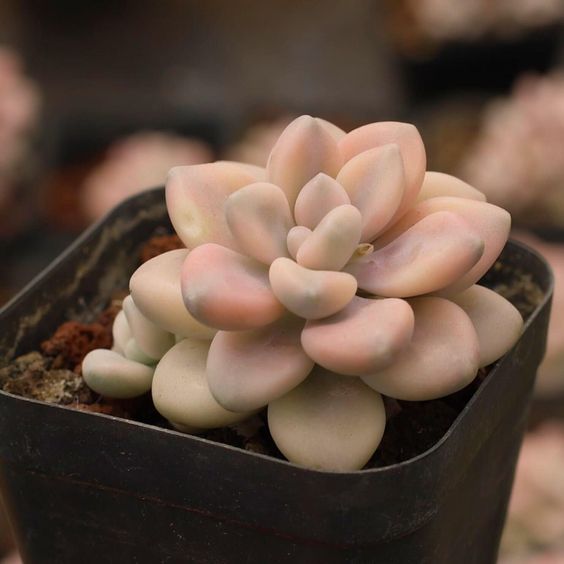 Succulents | Succulent Plants - Kumaun Plants