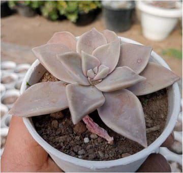 GRAPTO ECHEVERIA (With Soil, Plant & Pot) – Kumaun Plants