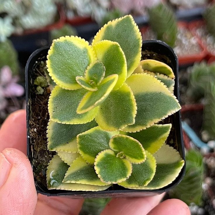 Crassula Sarmentosa (Bare Rooted) – Kumaun Plants