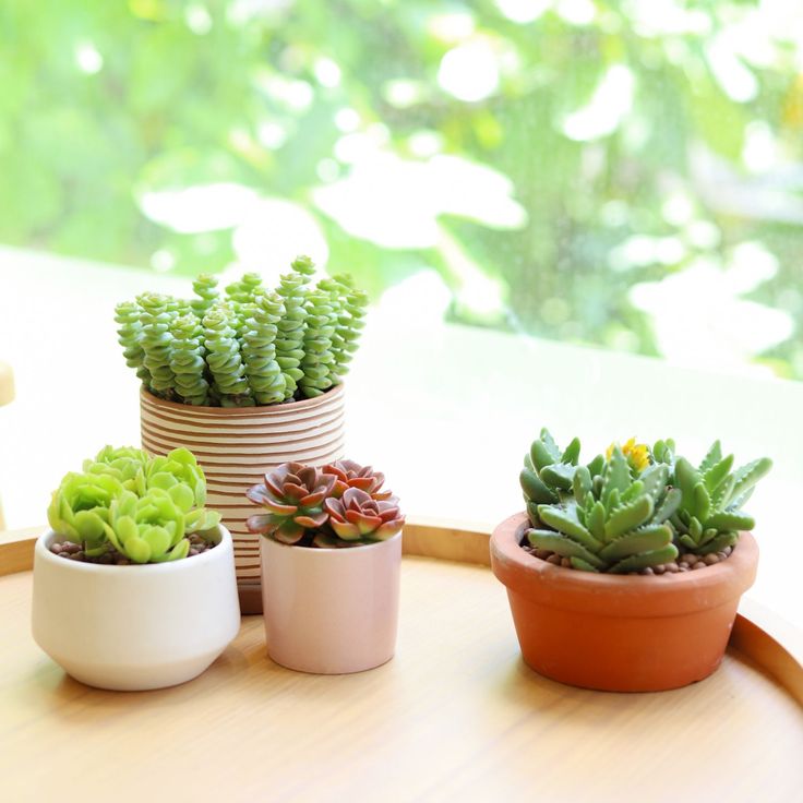 Combo (Bare Rooted) g – Kumaun Plants