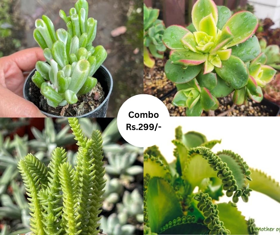 Buy Combo Plants & Cow Dung – Kumaun Plants