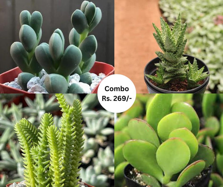 Buy Combo Plants & Cow Dung – Kumaun Plants