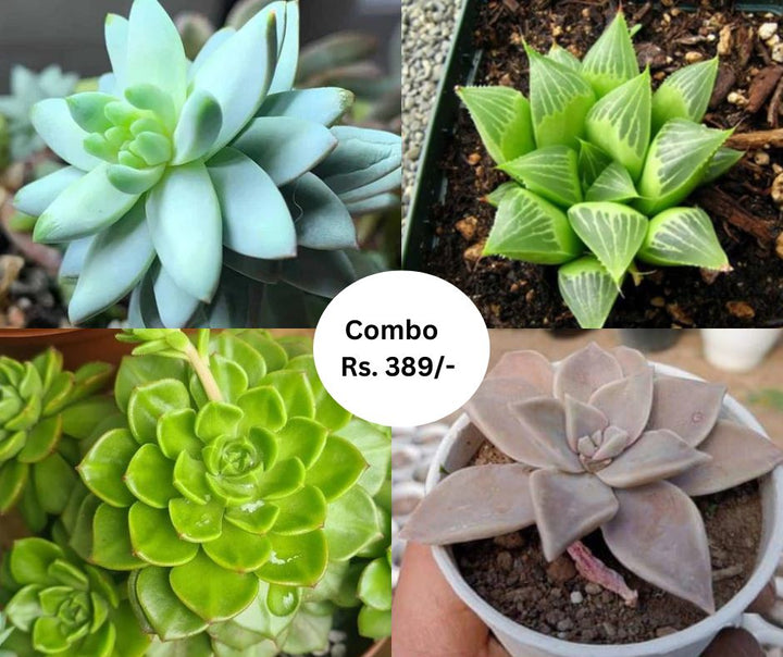 Buy Combo Plants & Cow Dung – Kumaun Plants