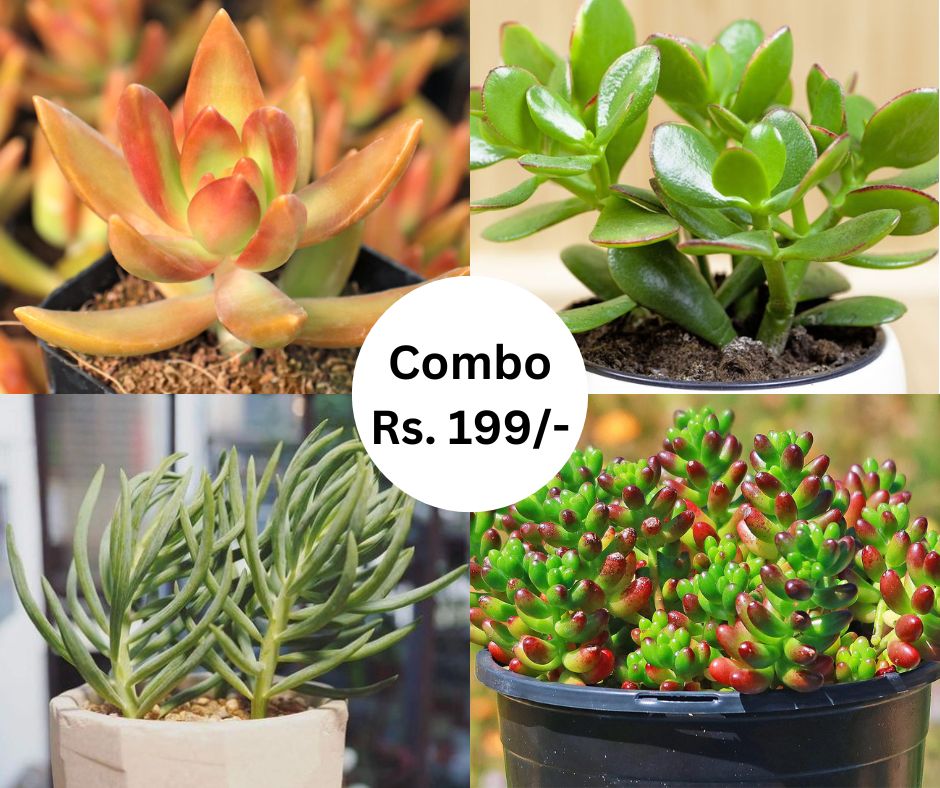 Buy Combo Plants & Cow Dung – Kumaun Plants