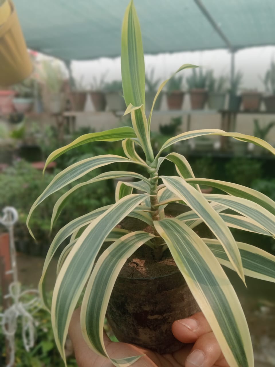 Dracaena Reflexa (Bare Rooted) – Kumaun Plants