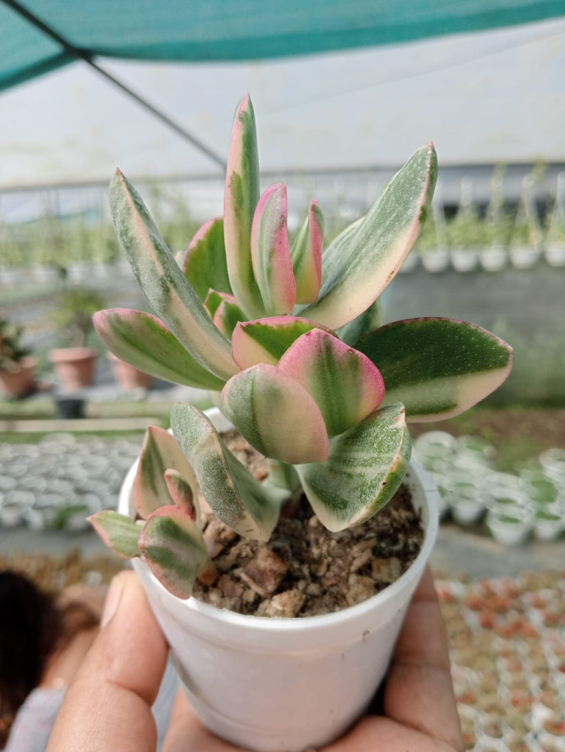 Variegated Pink Jade (Bare Rooted) – Kumaun Plants