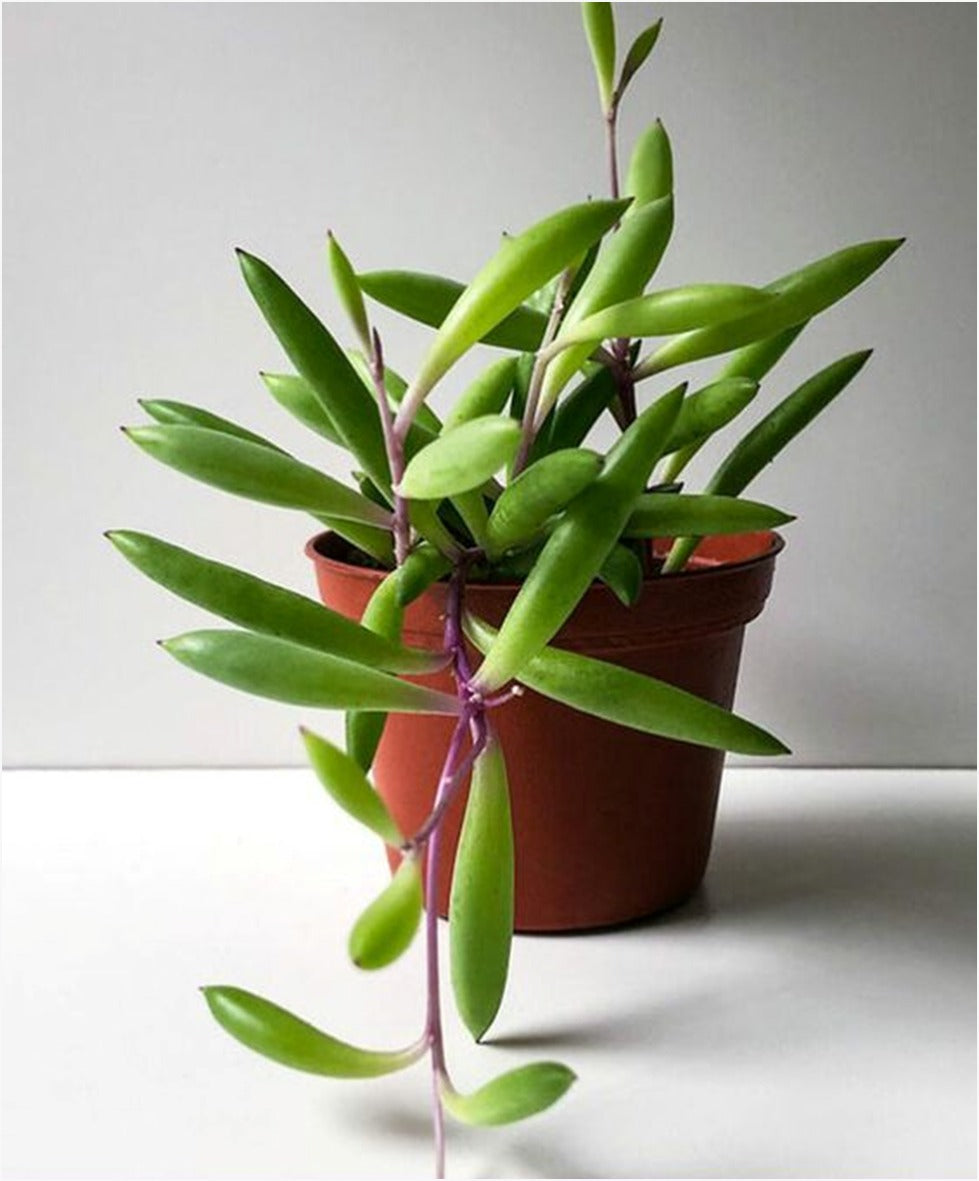 Othonna Capensis (Ruby Necklace) (With Soil, Plant & Pot) – Kumaun Plants
