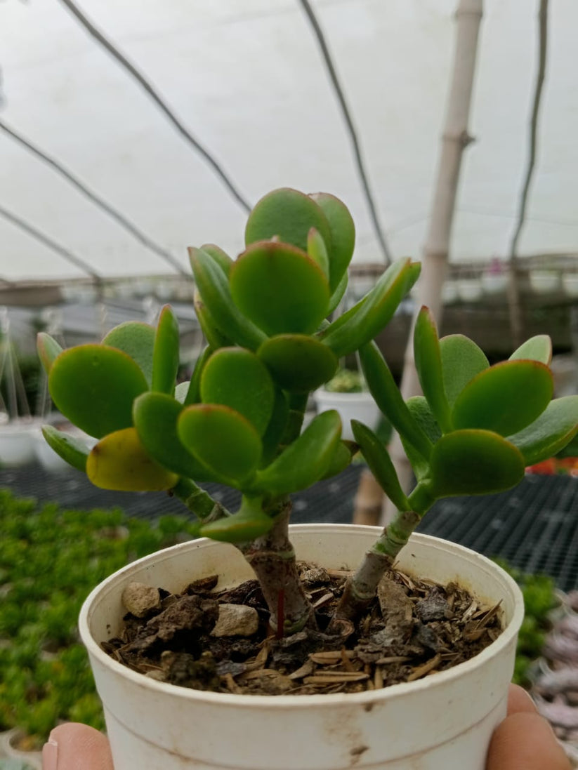 Mini Jade 2 (Bare Rooted) – Kumaun Plants