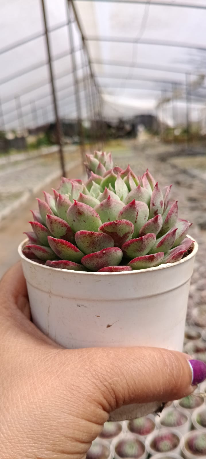 Echeveria Pink Tip (Bare Rooted) – Kumaun Plants