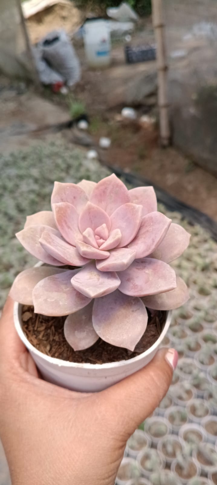 Graptoveria Gypsy (Bare Rooted) – Kumaun Plants