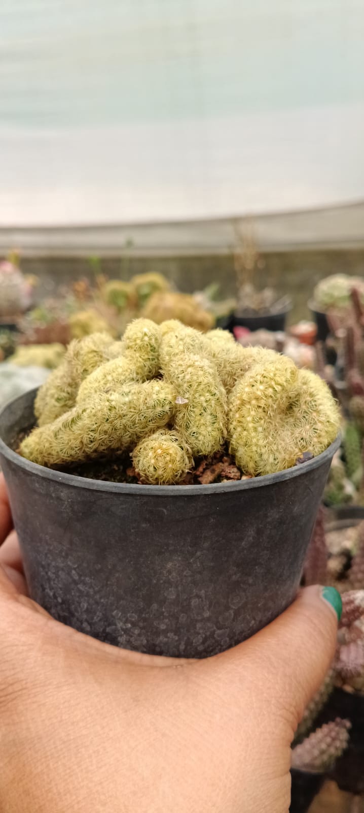 Brain Crest Cactus (Bare Rooted) – Kumaun Plants