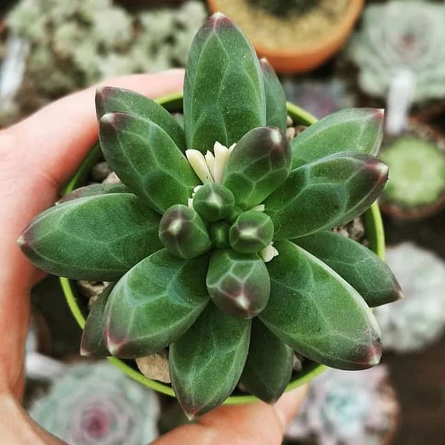 Pachyphytum Compactum (With Soil, Plant & Pot) – Kumaun Plants