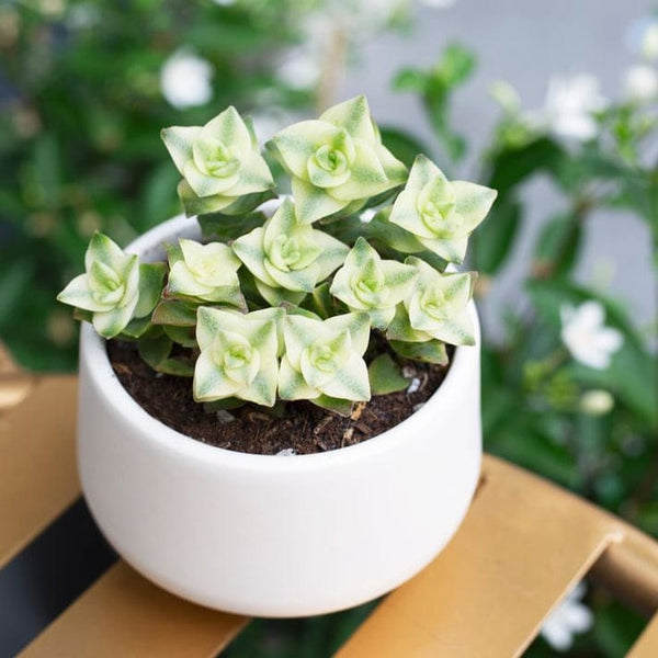 Variegated String of Buttons (With Soil, Plant & Pot) – Kumaun Plants
