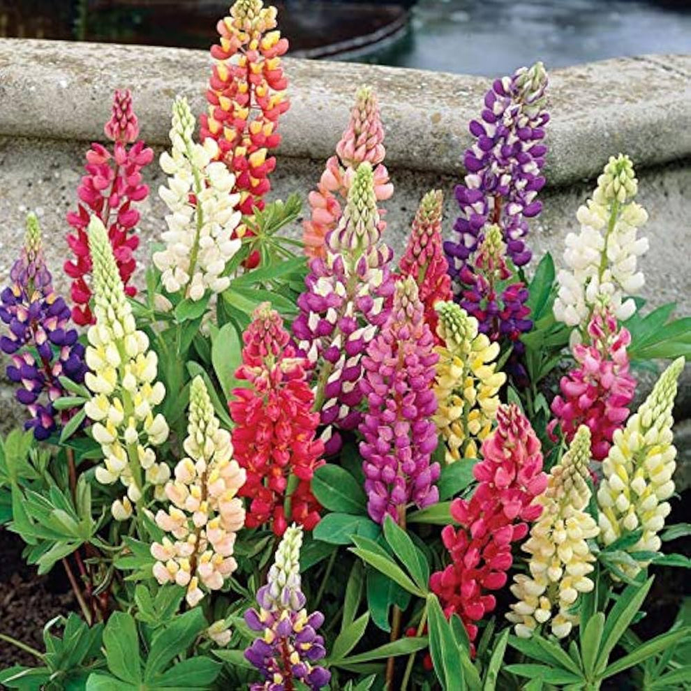 LUPIN MIX FLOWERING (Hybrid Seeds) – Kumaun Plants