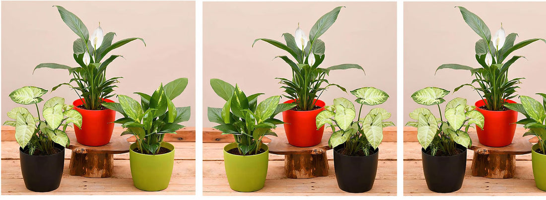 Buy Combo Plants & Cow Dung – kumaunplants