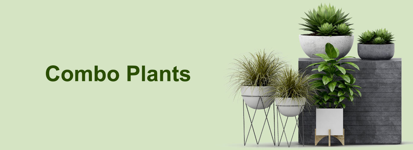 Buy Combo Plants & Cow Dung – Kumaun Plants