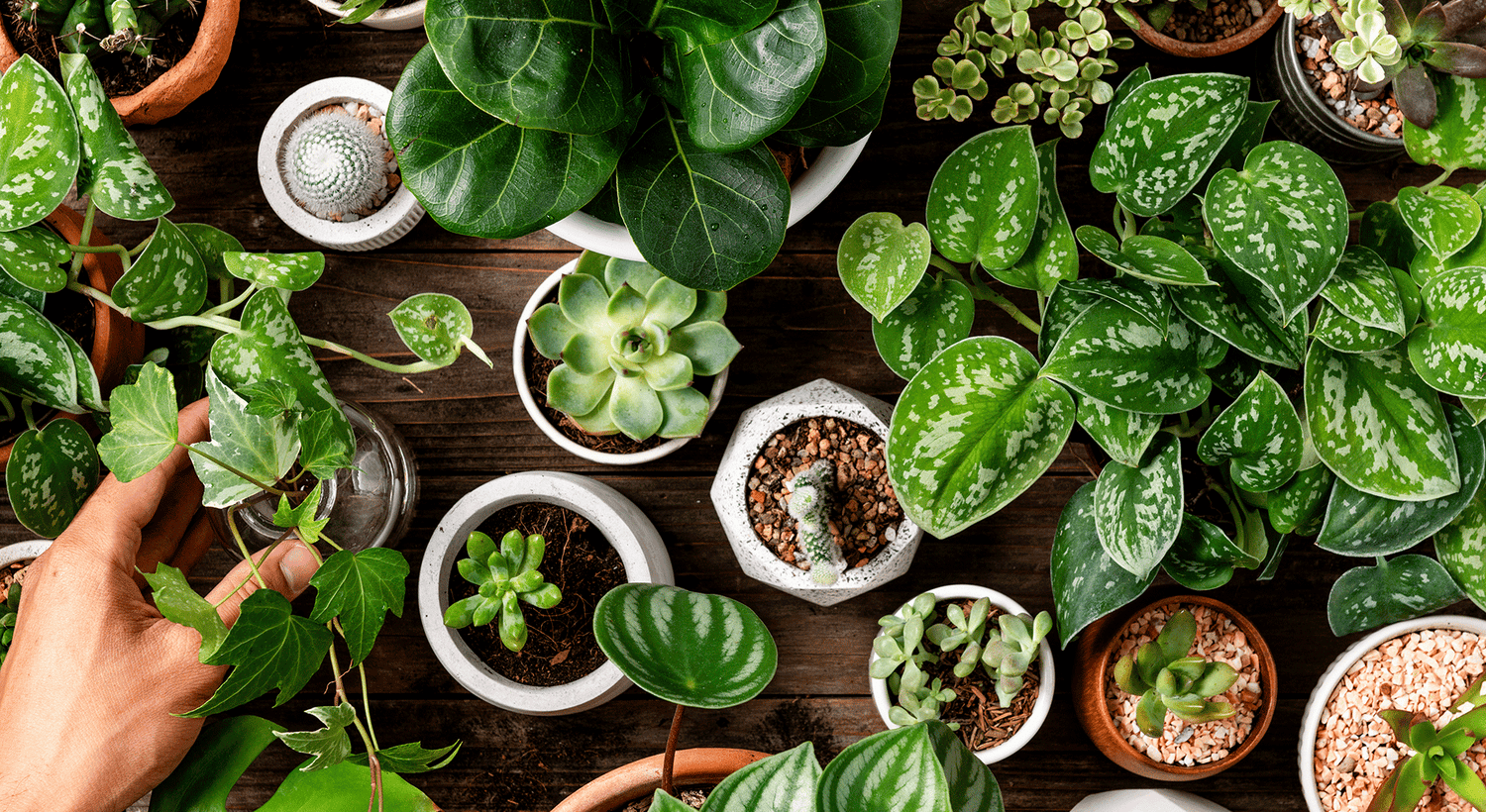 Succulent Pack (Pot, Plant, Potting Mix, Pebbles, Manure) – Kumaun Plants
