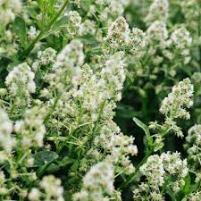 Reseda Flowering (Hybrid Seeds) – Kumaun Plants