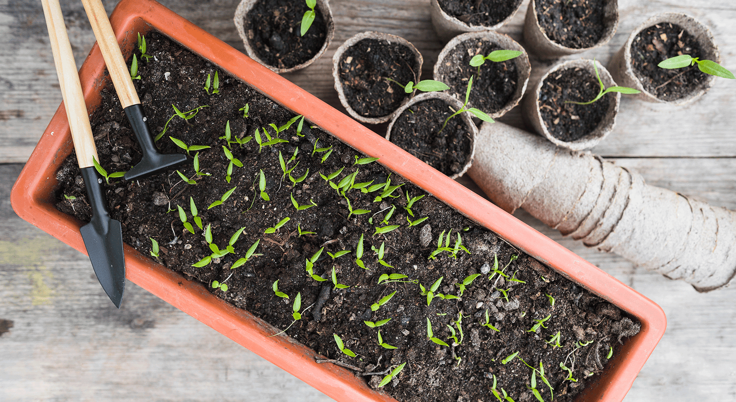 Flowering seeds – Kumaun Plants