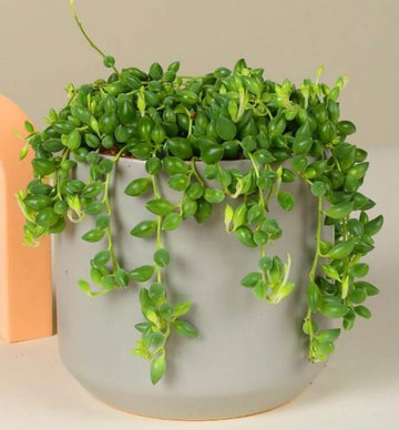 Succulents | Succulent Plants - Kumaun Plants