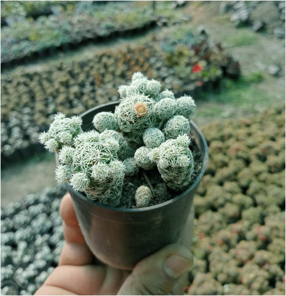 Thimble Cactus (With Soil, Plant & Pot) – Kumaun Plants