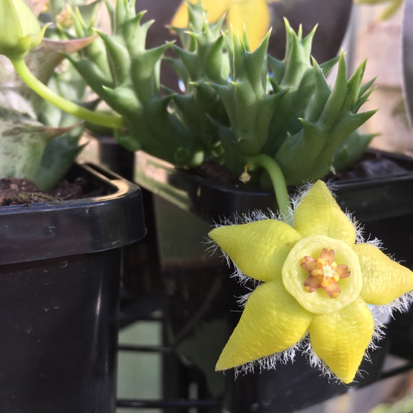 Orbea Semota Var Lutea (Bare Rooted) – Kumaun Plants